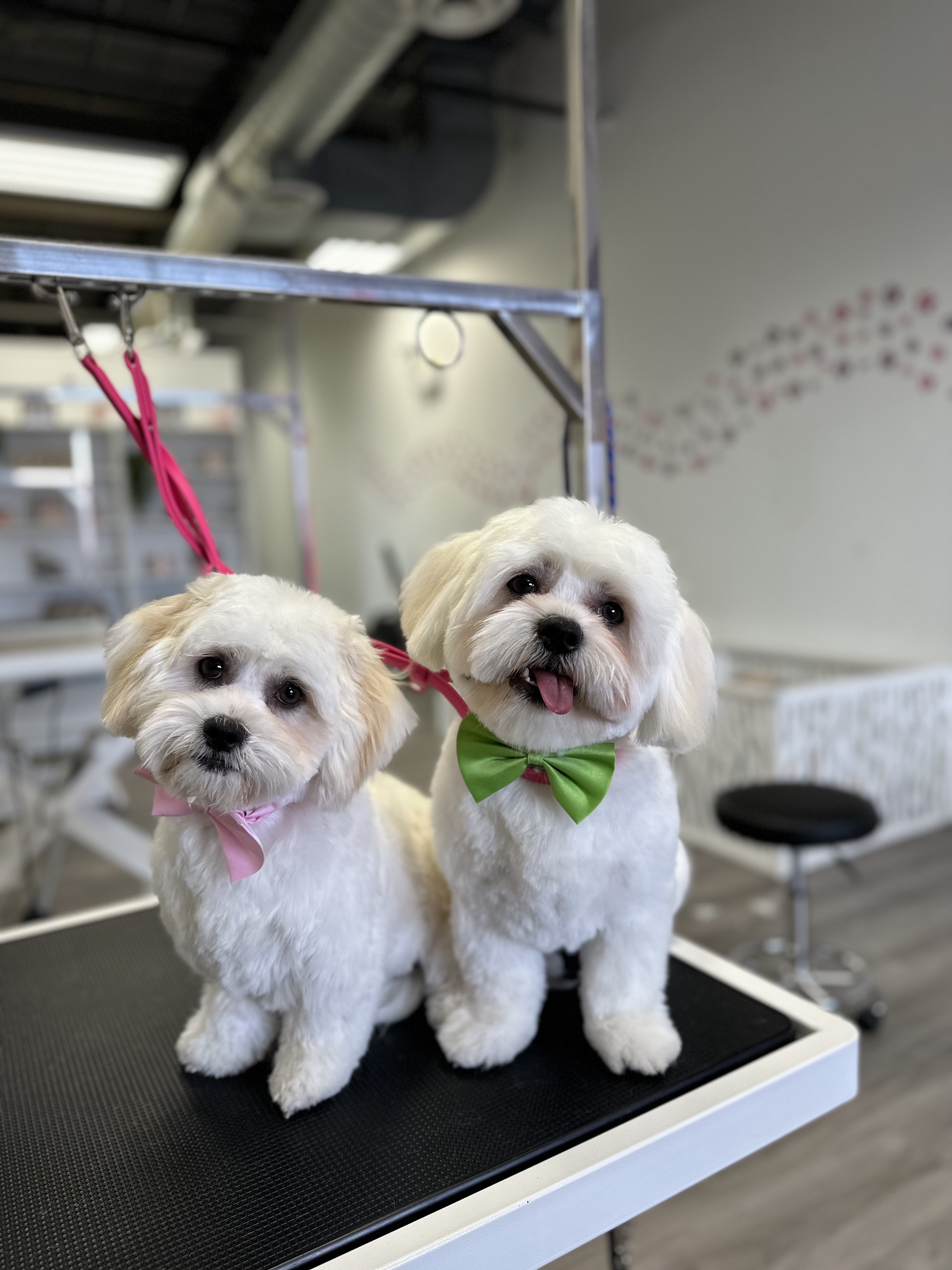Gallery – Pawparazzi Dog Grooming & Spa